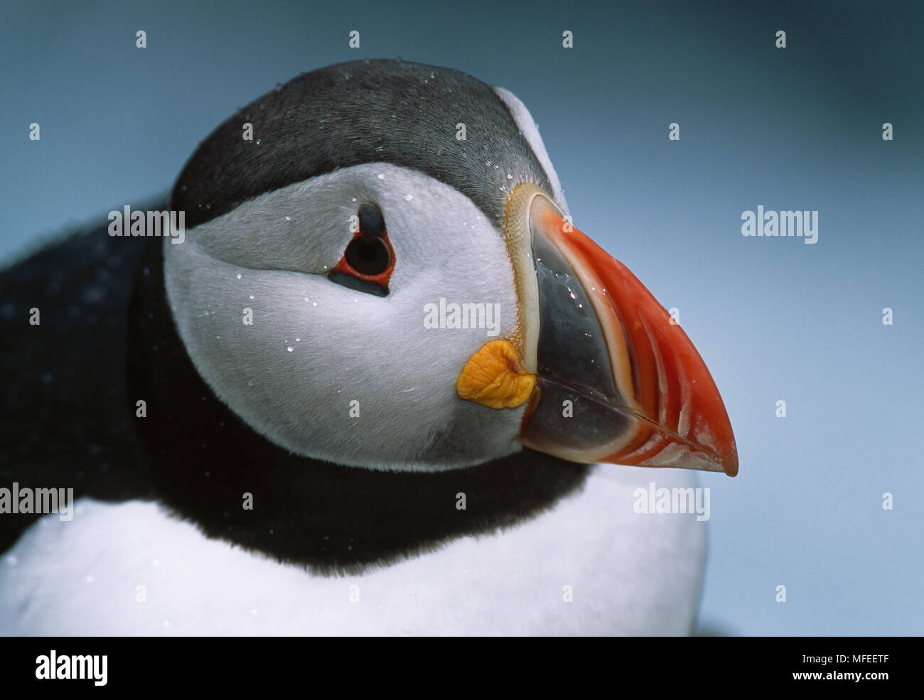 Puffin head detail hi-res stock photography and images - Alamy