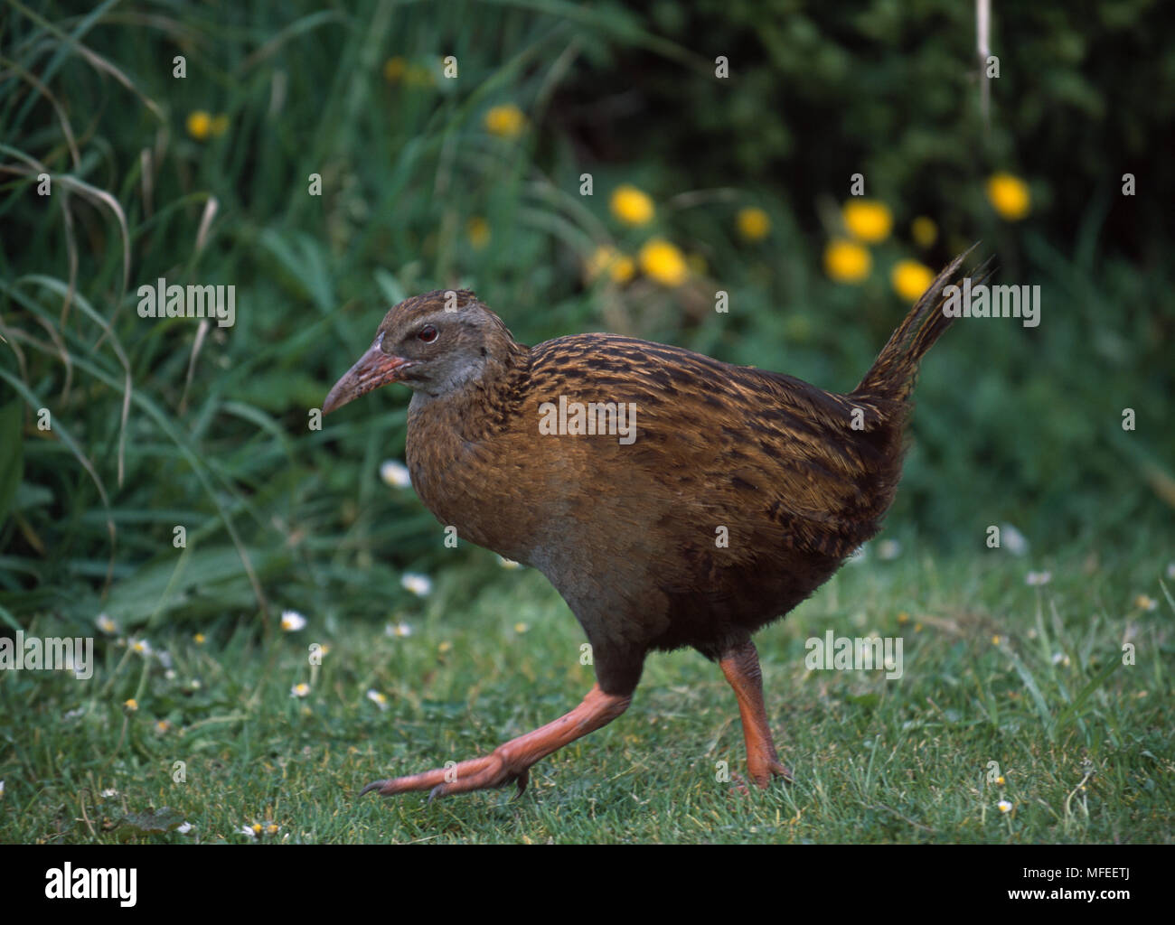 WEKA (flightless rail) Gallirallus australis New Zealand Stock Photo ...