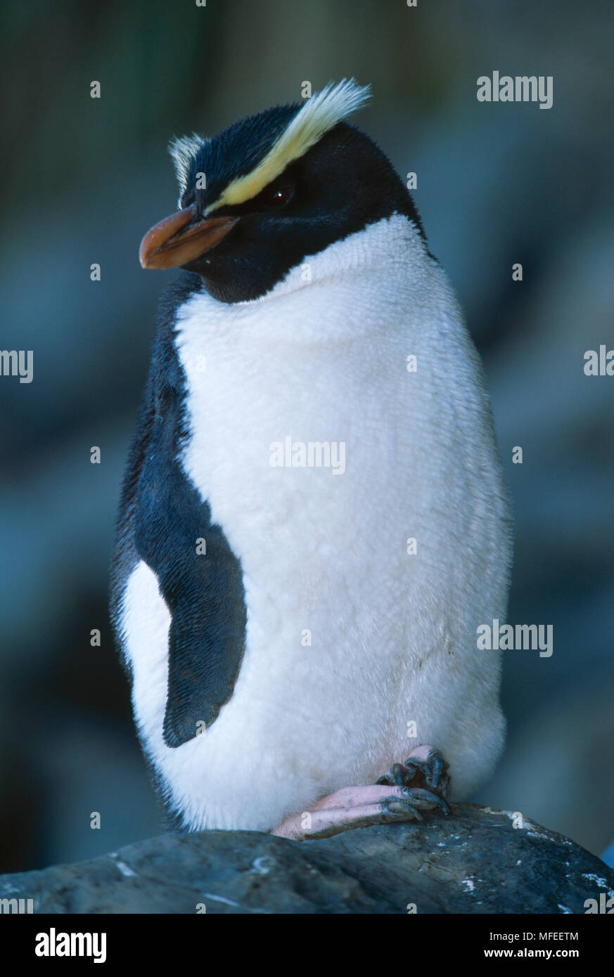 Eudyptes pachyrhynchus hi-res stock photography and images - Alamy