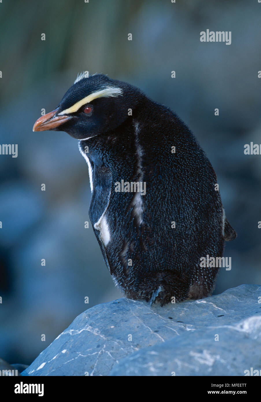 FIORDLAND CRESTED PENGUIN Eudyptes pachyrhynchus New Zealand Stock ...