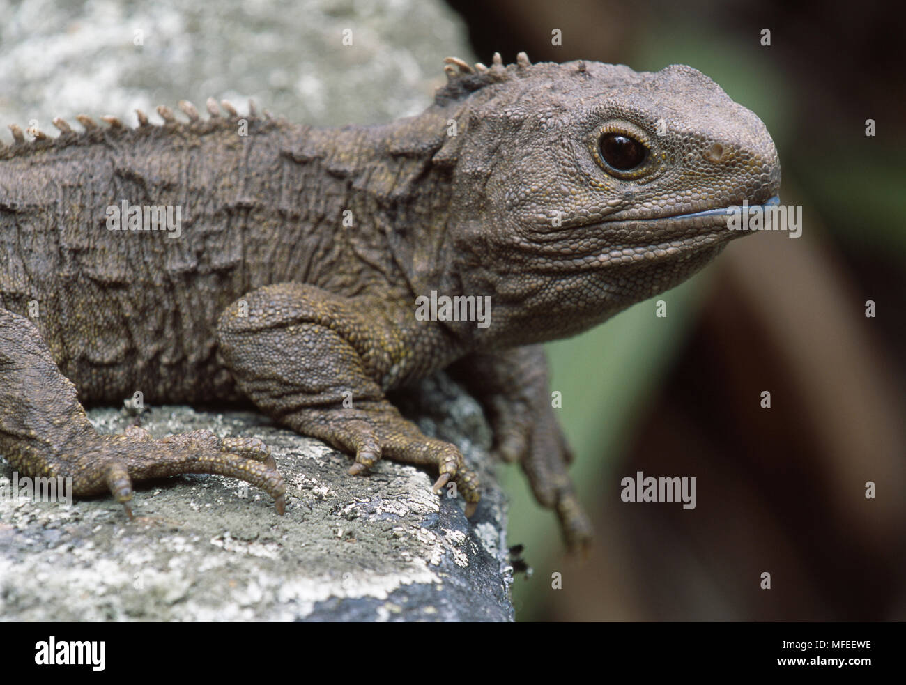 TUATARA head detail Sphenodon punctatus New Zealand Stock Photo - Alamy