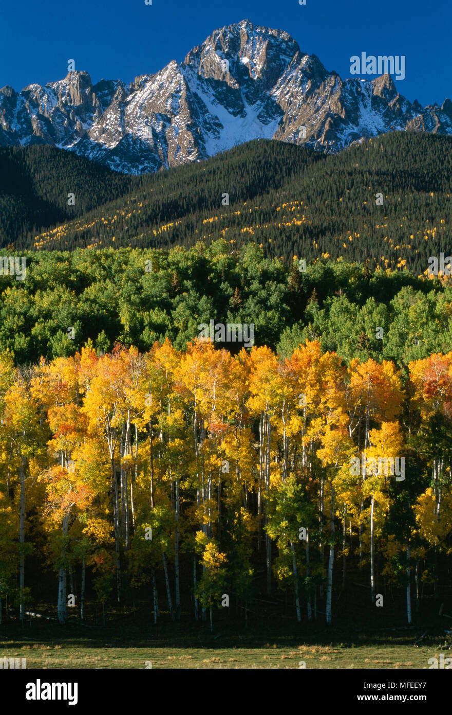 SNEFFELS RANGE & woodlands Quaking Aspens, Populus tremuloides, in ...