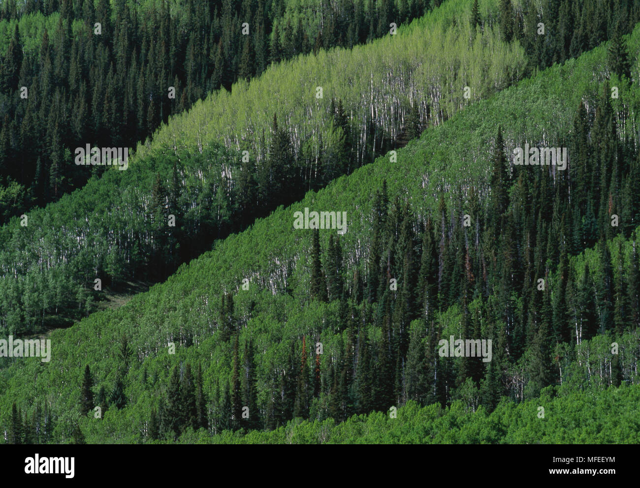 SPRING FOREST of Ponderosa Pine & Quaking Aspen Pinus ponderosa ...