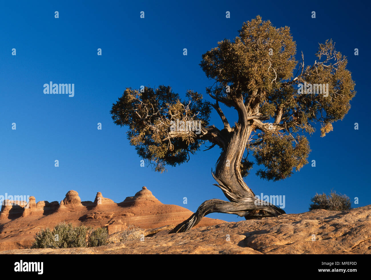 UTAH JUNIPER Juniperus osteosperma Arches National Park, Utah, USA ...