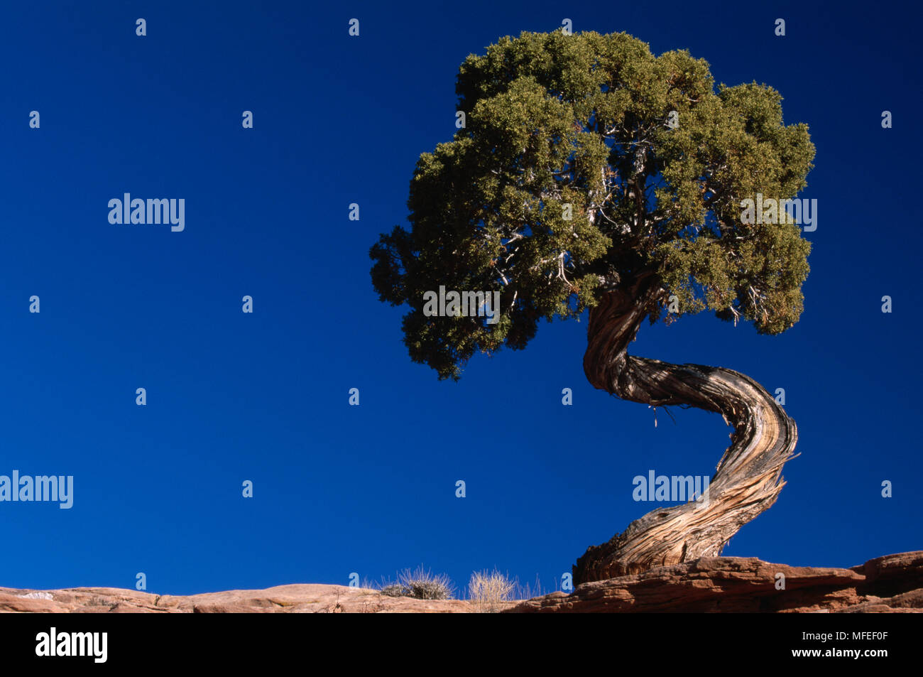 UTAH JUNIPER Juniperus osteosperma Canyonlands National Park, Utah, USA ...