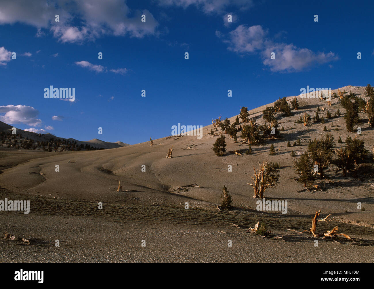 GREAT BASIN BRISTLECONE PINE Pinus longaeva forest at 11,000' White ...