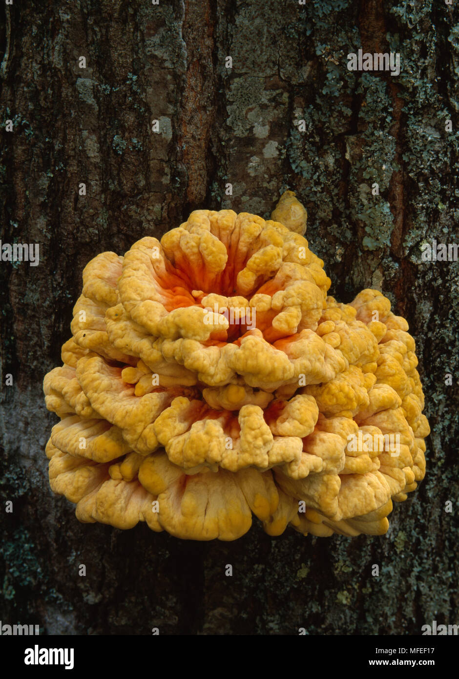 Hen the woods polypilus frondosus hi-res stock photography and images ...