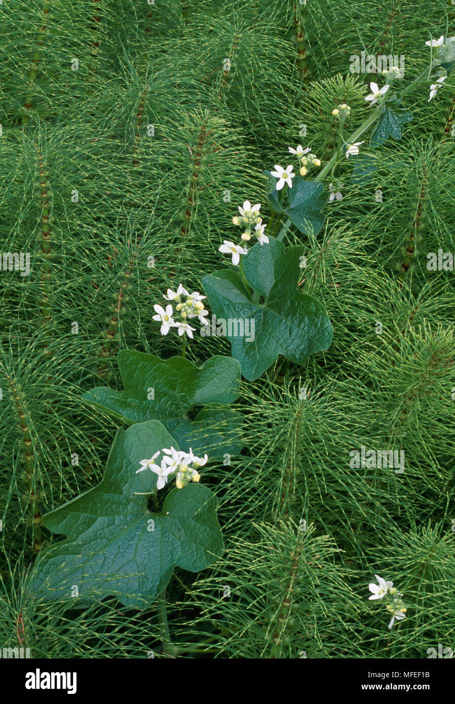 COAST MAN-ROOT in Horsetail June Marah oreganus in Equisetum arvense ...