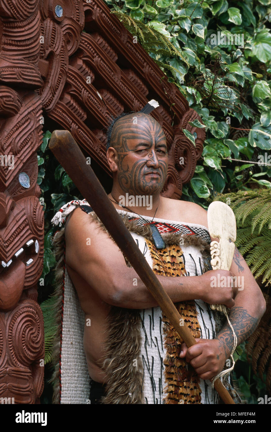 MAORI with traditional facial tattoo (moko) and authentic costume, New ...