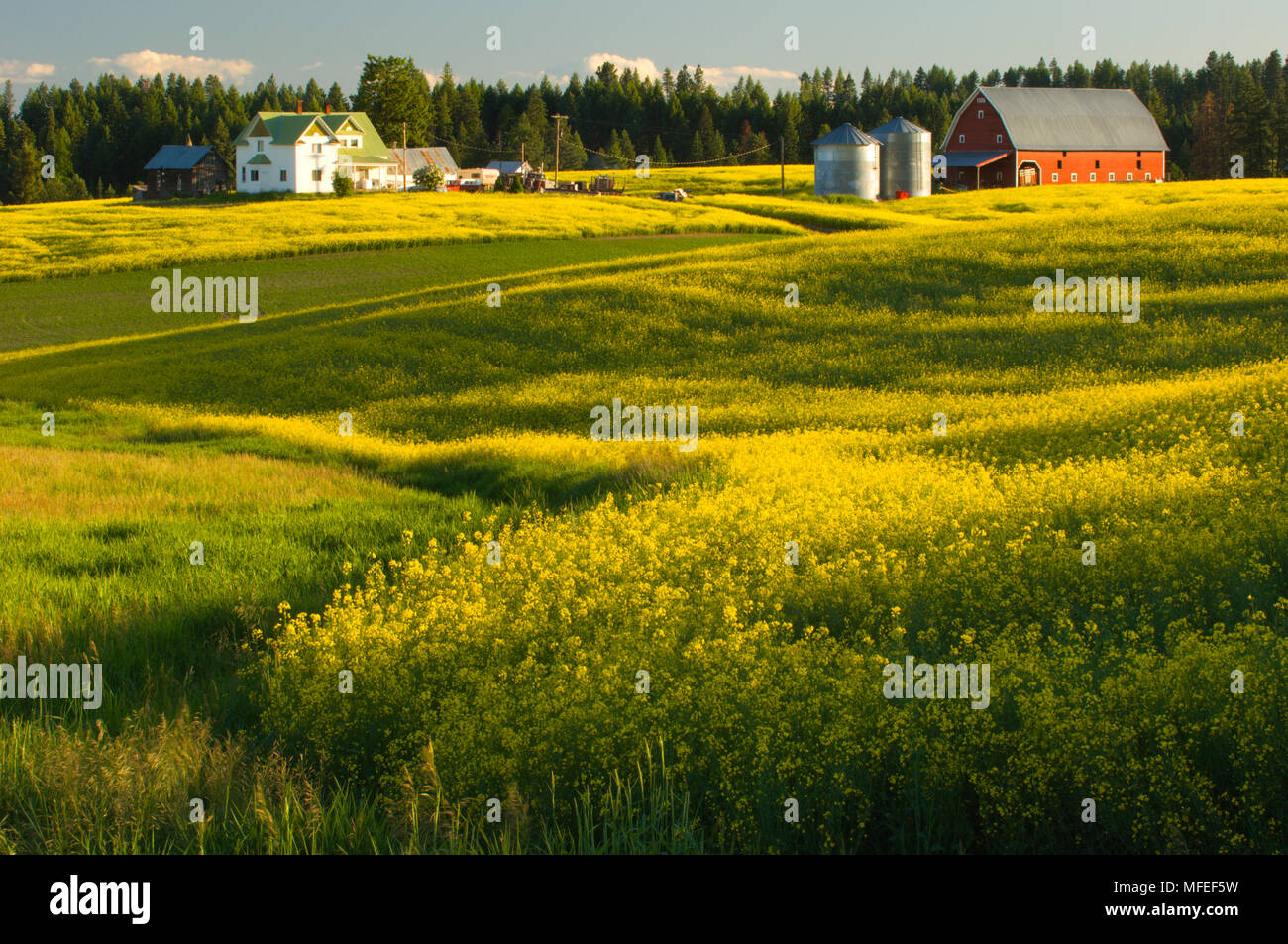 FARM & CANOLA FIELD near Moscow, Idaho USA Stock Photo - Alamy