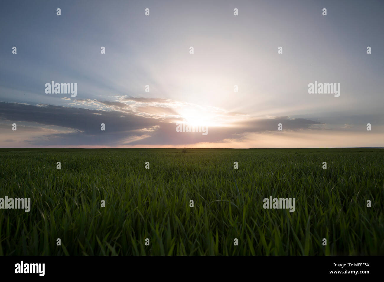 Green wheat field sunset sunrise hi-res stock photography and images ...
