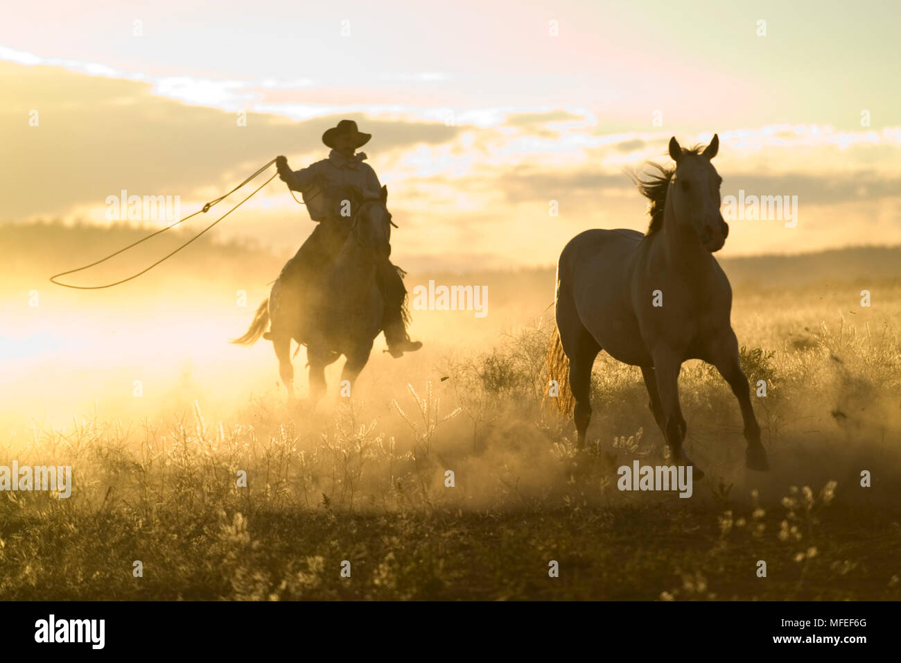 COWBOY lassoing horse at sunset Oregon USA Stock Photo - Alamy