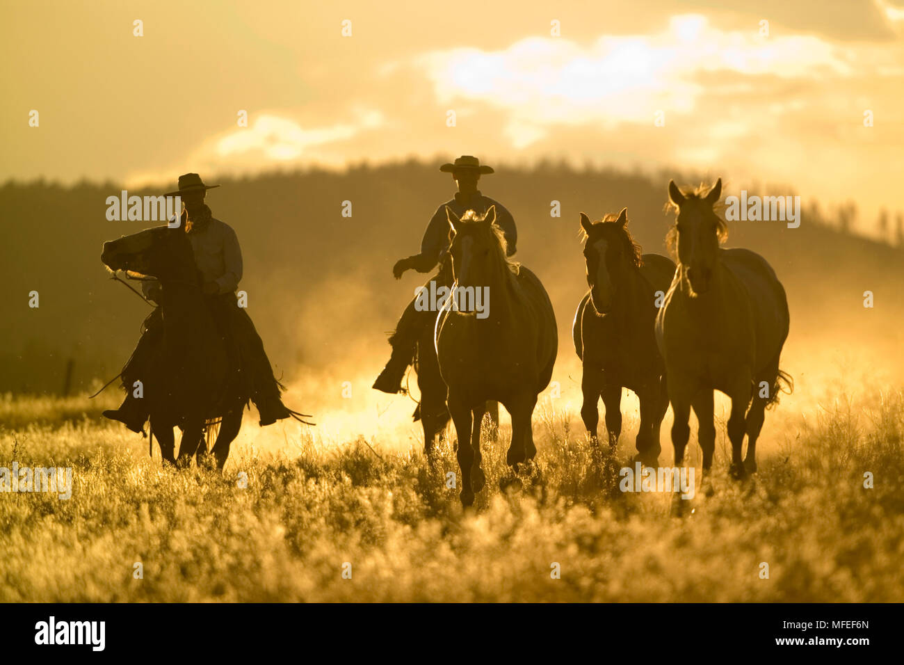 Cowboys people persons person hi-res stock photography and images - Alamy