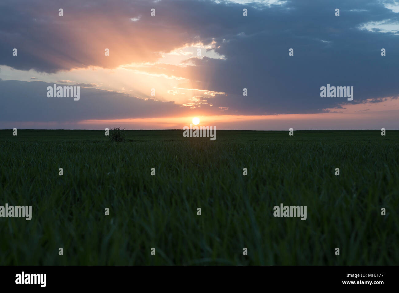 Green wheat field sunset sunrise hi-res stock photography and images ...