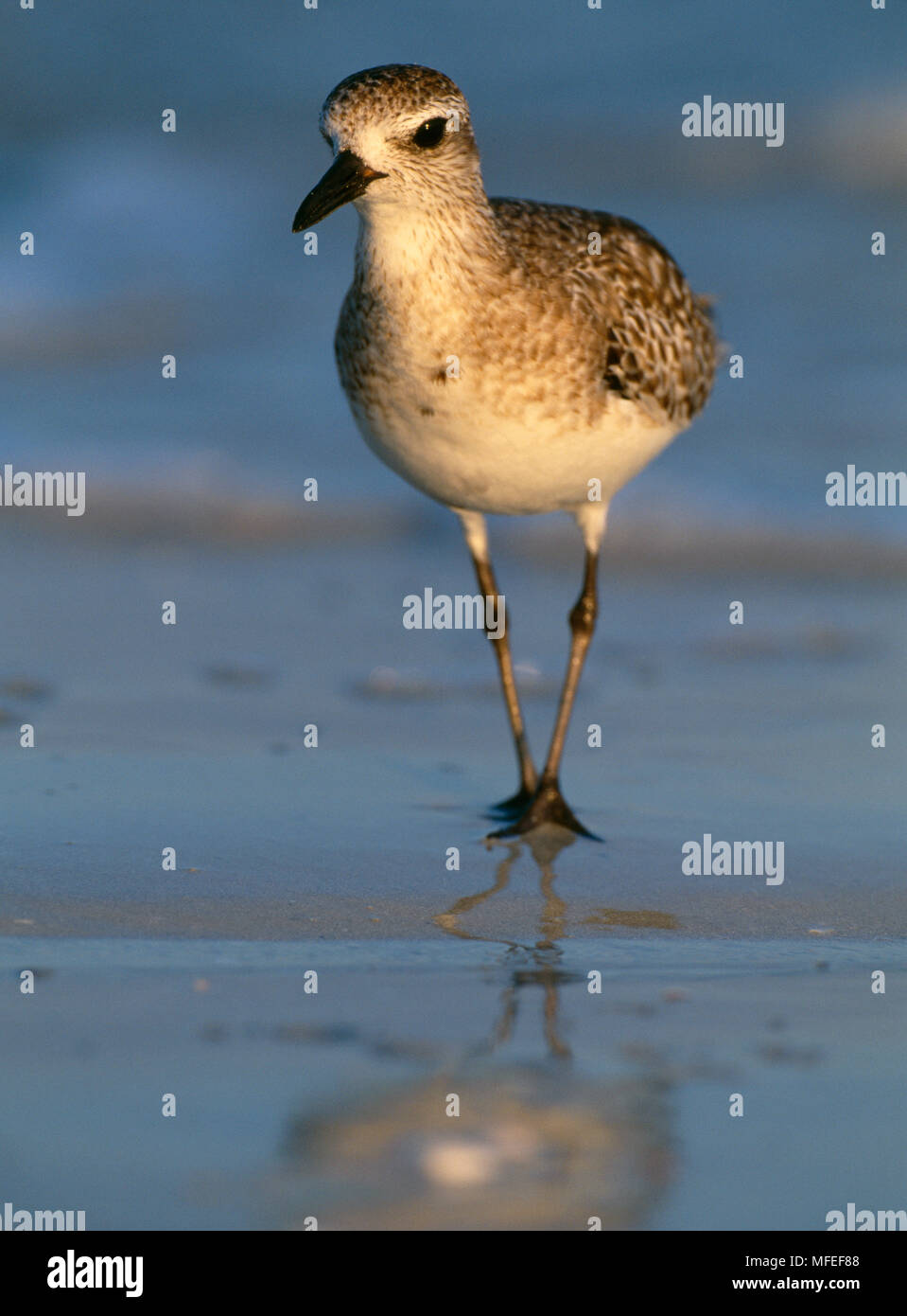 GREY or BLACK-BELLIED PLOVER on beach Pluvialis squatarola USA Stock ...