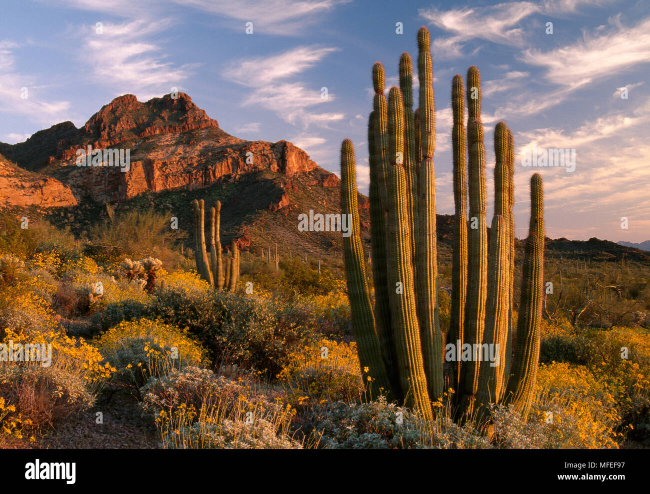 BRITTLEBUSH AND CACTI Ajo mountains, Sonoran desert, Organ Pipe Cactus ...