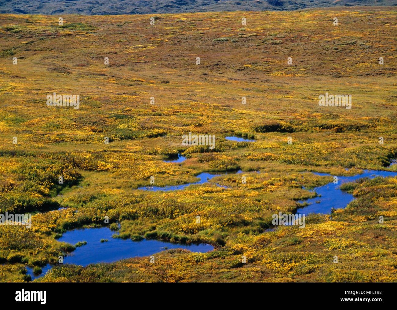 TUNDRA AND POND in autumn Denali National Park, Alaska. September Stock ...