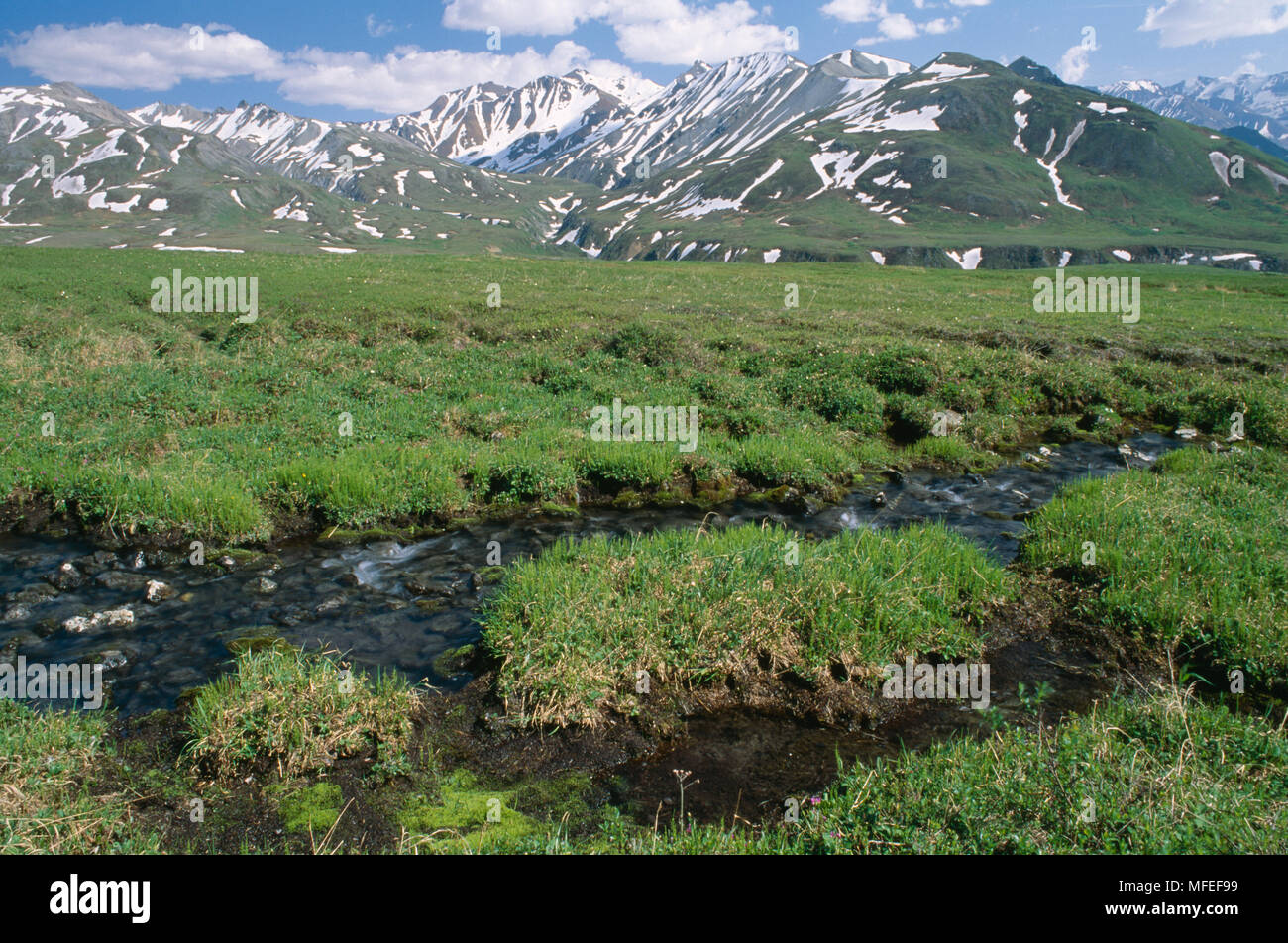 TUNDRA AND STREAM in summer Denali National Park, Alaska. June Stock ...