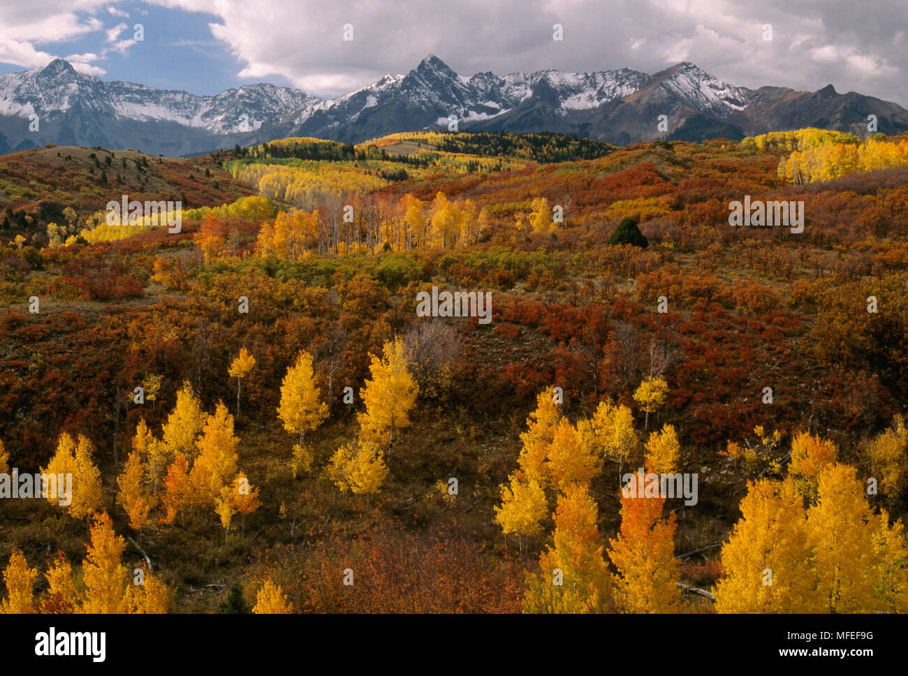 QUAKING ASPENS & SCRUB OAKS in autumn. Below the Sneffels Range in the ...
