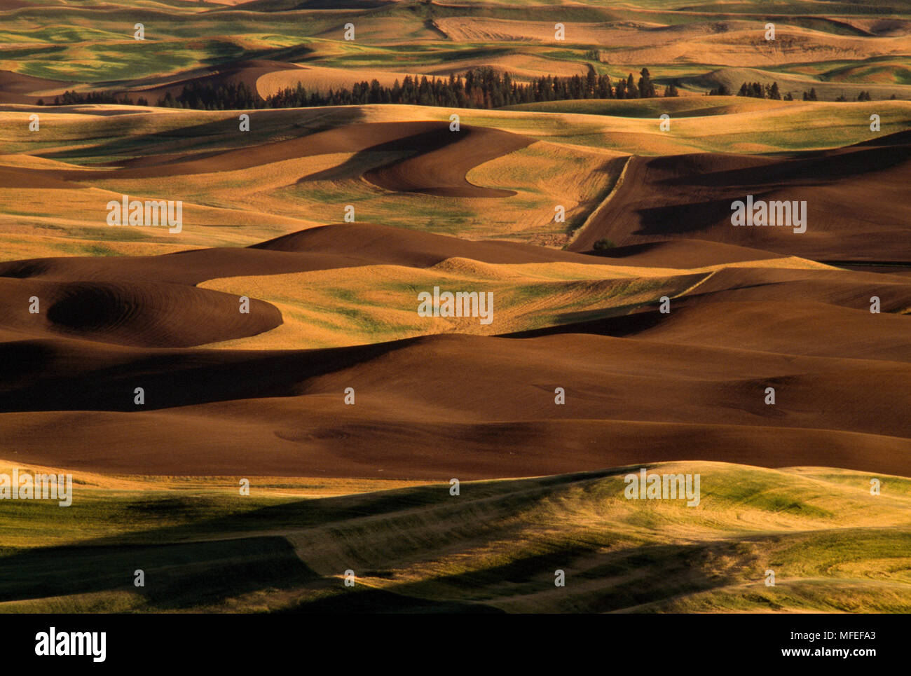 NATURAL PATTERNS of agricultural land. Palouse farming area, Whitman ...