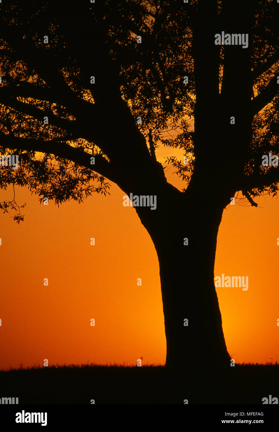 SUNRISE AND WILLOW TREE USA Stock Photo - Alamy