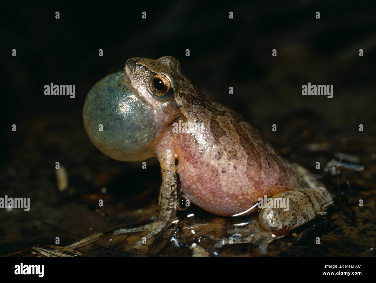 SPRING PEEPER FROG singing Hyla crucifier Michigan, USA Stock Photo - Alamy