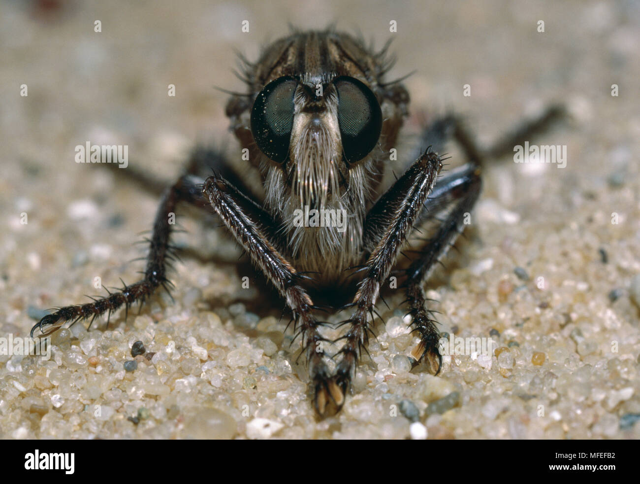 GIANT ROBBER FLY Promachus fitchii Michigan, USA Stock Photo - Alamy