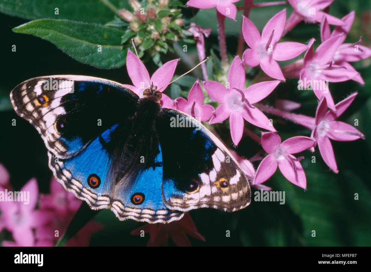 Zb1076 jsh008690a hi-res stock photography and images - Alamy