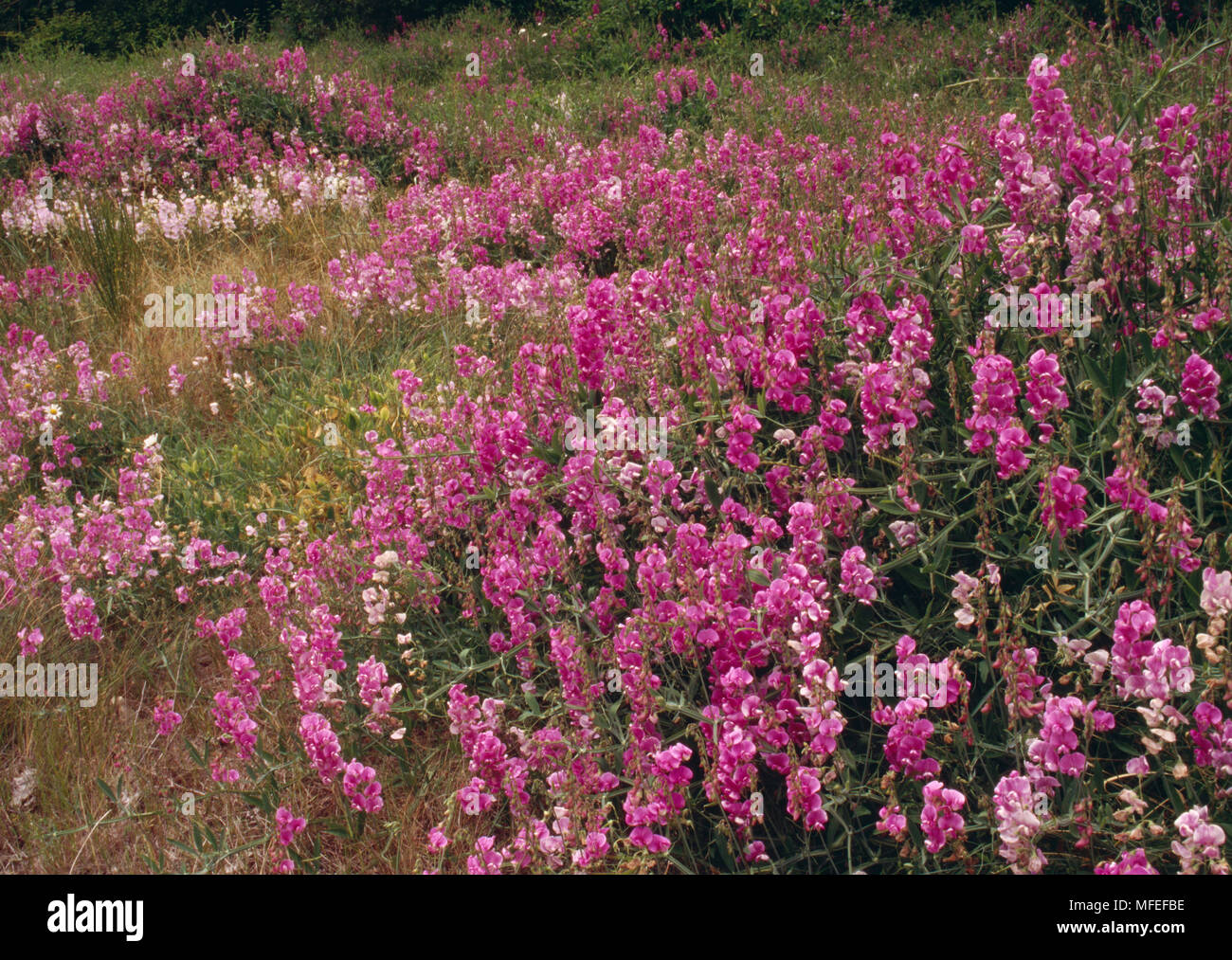 EVERLASTING PEA Lathyrus latifolia Washington, USA Stock Photo - Alamy