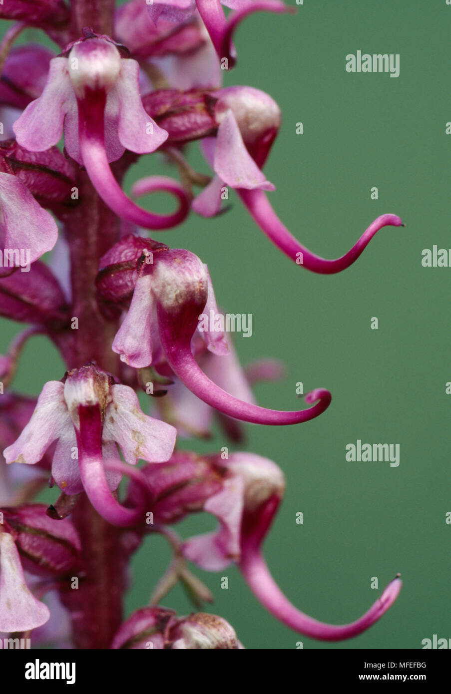 ELEPHANT'S HEAD in alpine meadow Pedicularis groenlandica Colorado, USA ...