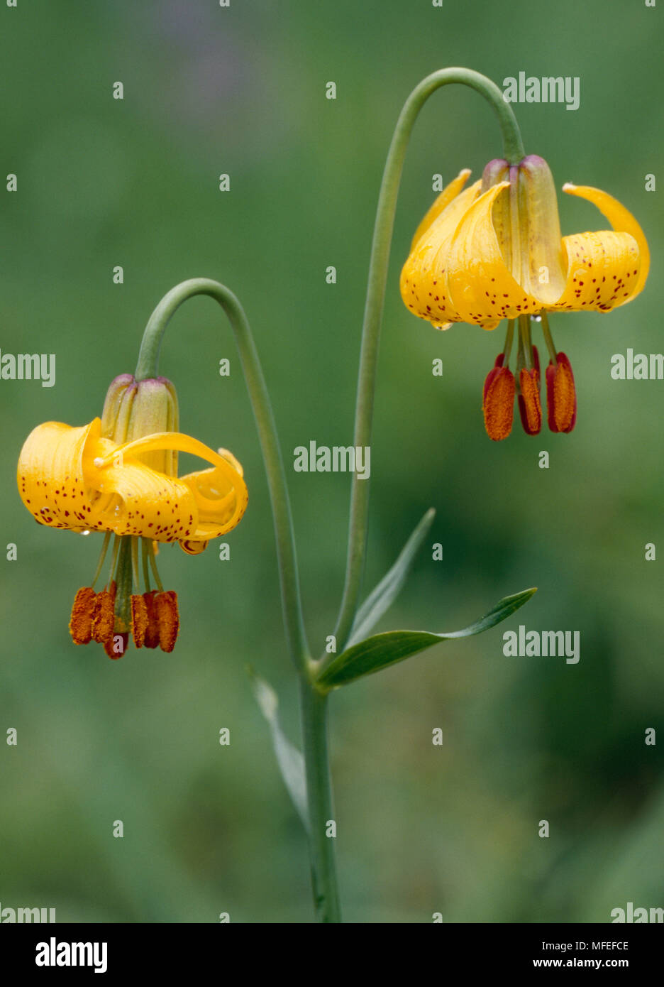 COLUMBIA LILY Lilium columbianum Olympic National Park, Washington, USA ...