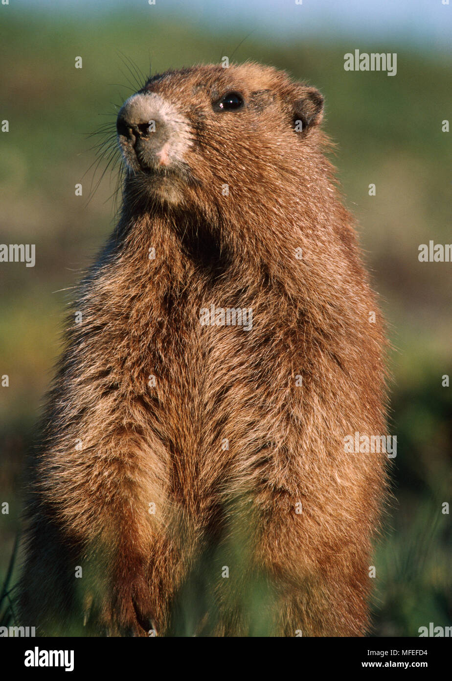 Olympic Marmot