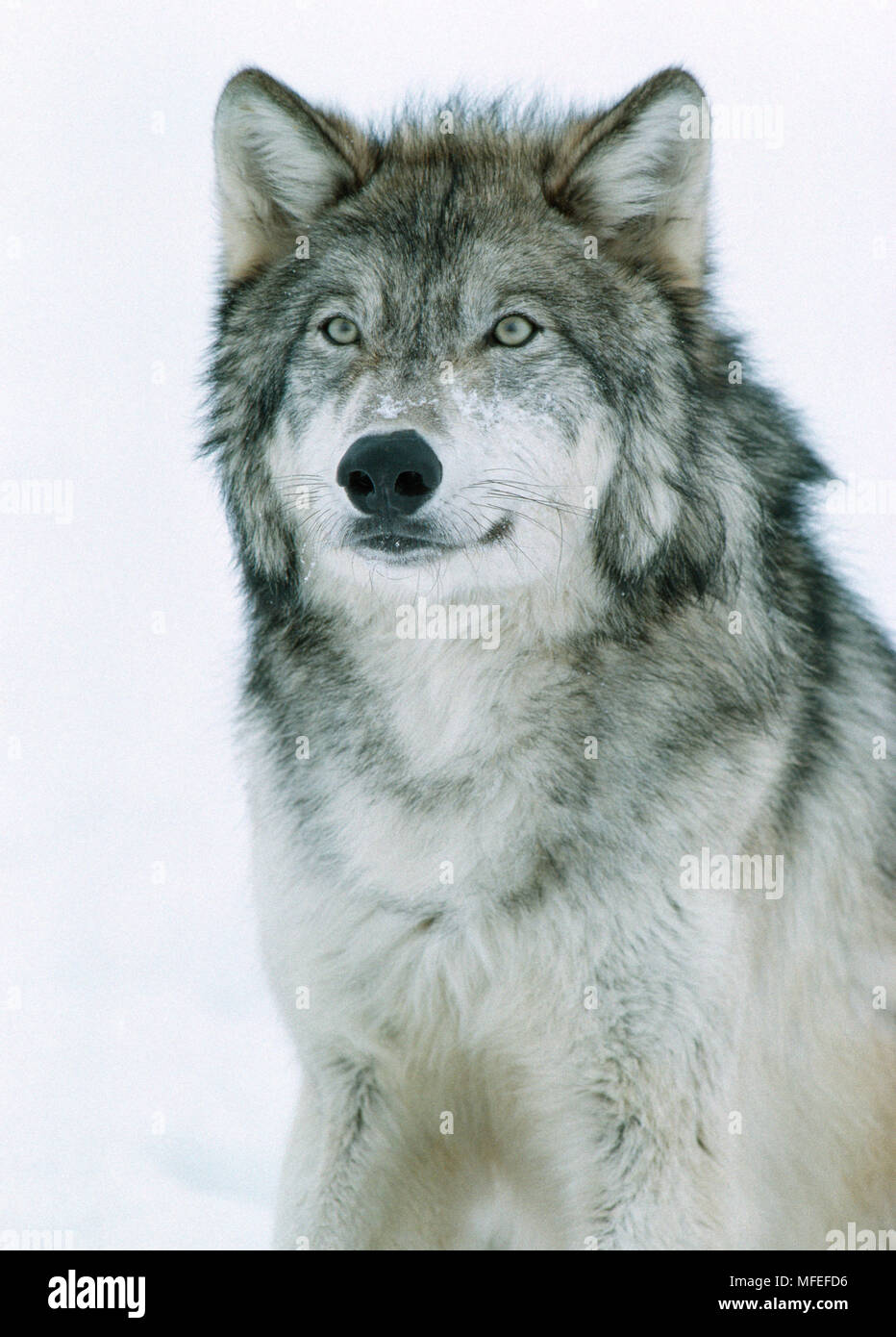 NORTH AMERICAN WOLF in winter Canis lupus USA Stock Photo - Alamy