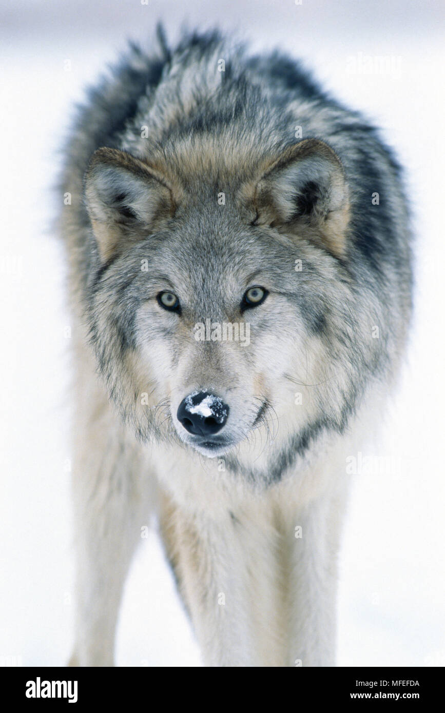 NORTH AMERICAN WOLF in winter Canis lupus USA Stock Photo - Alamy