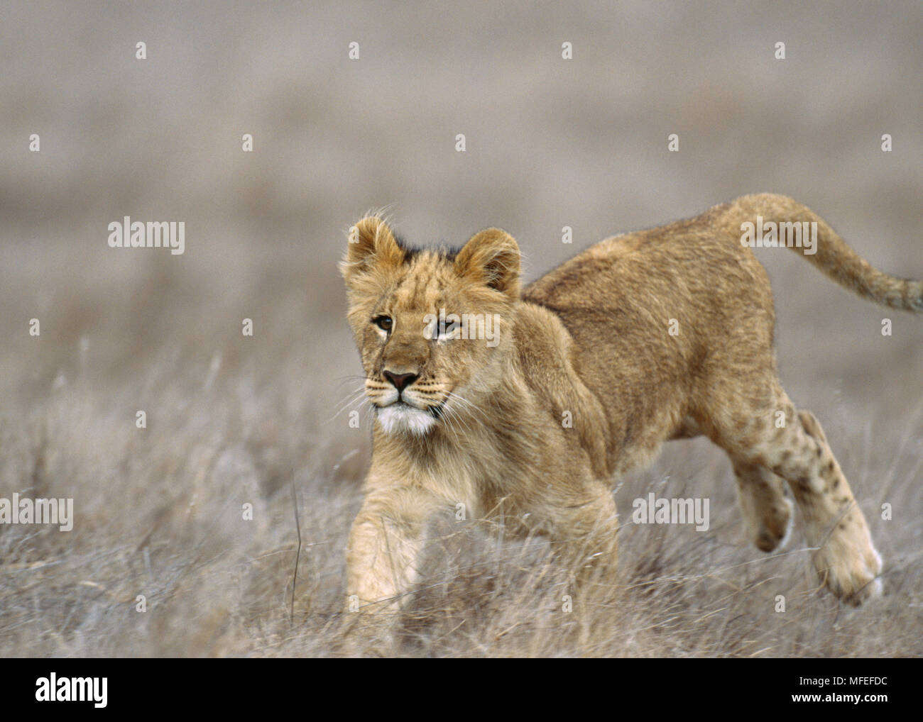 LION male cub running Panthera leo Stock Photo - Alamy