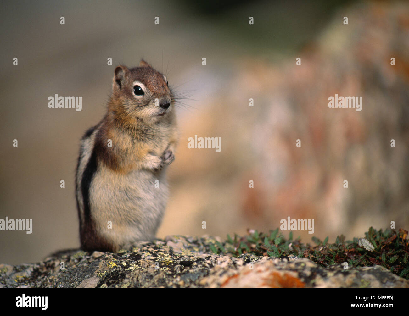 GOLDEN-MANTLED GROUND SQUIRREL Spermophilus lateralis Banff National ...