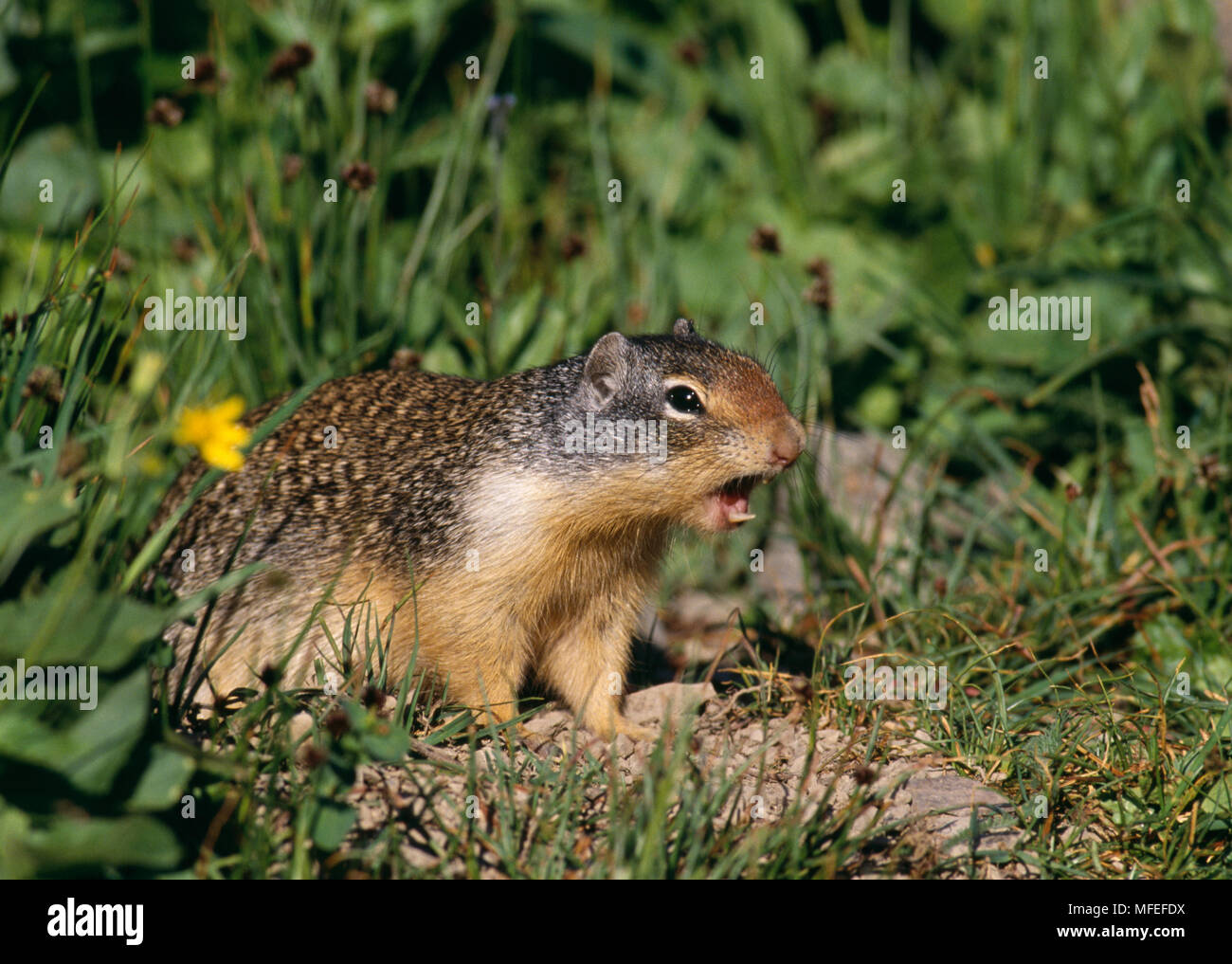 COLUMBIAN GROUND SQUIRREL Spermophilus columbianus Banff National Park ...