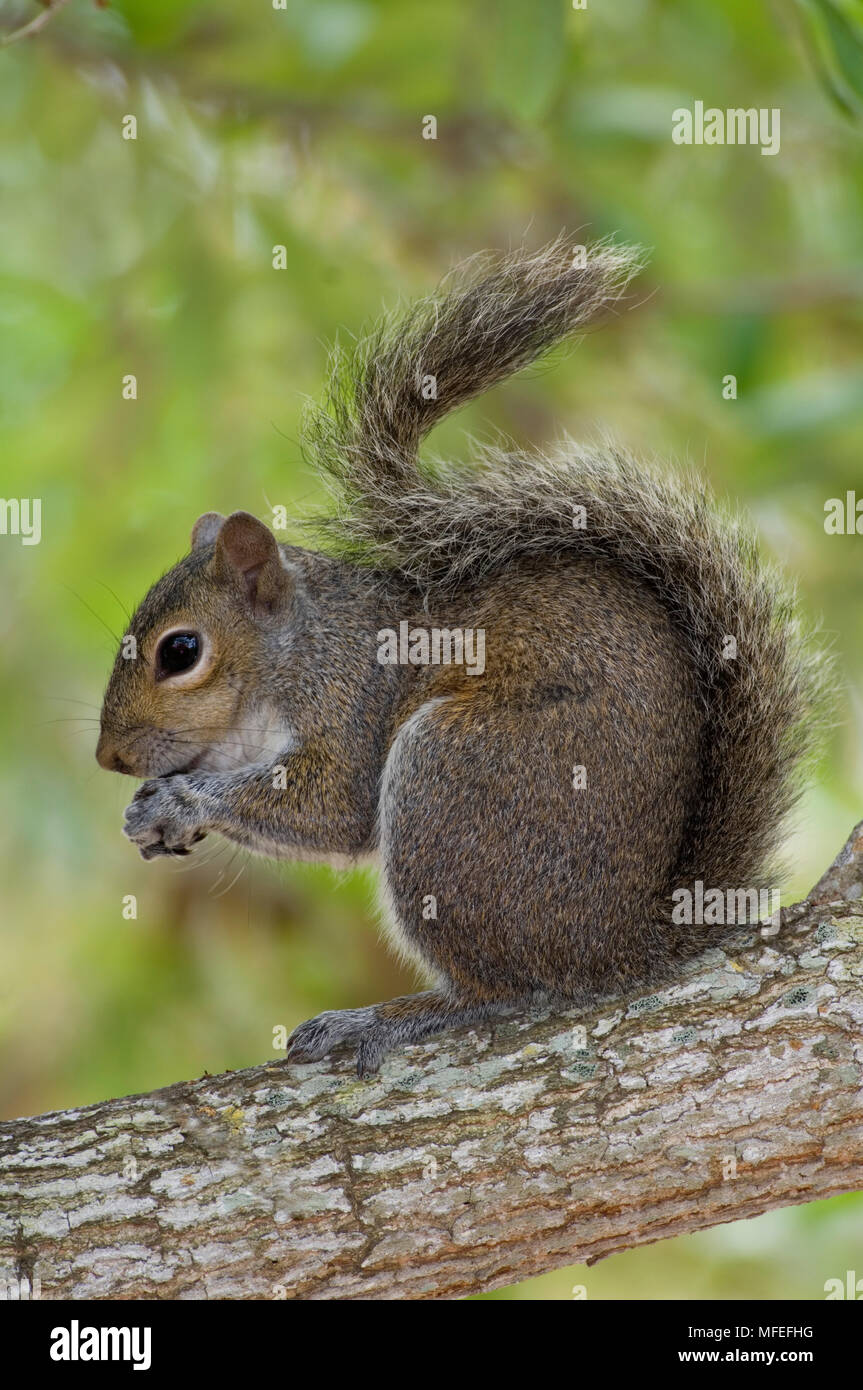 Florida squirrels hi-res stock photography and images - Alamy