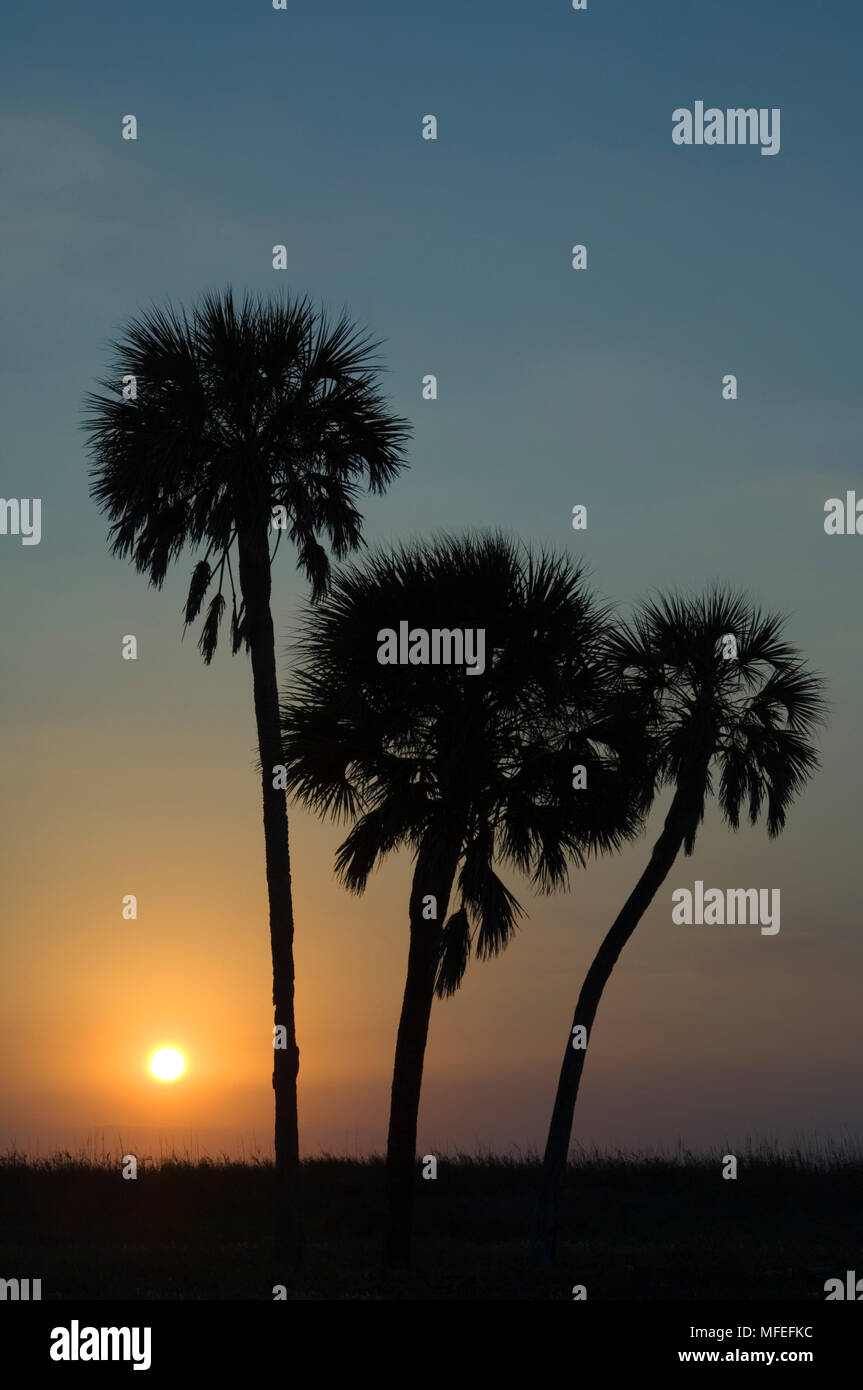 CABBAGE PALMETTO at sunset Sabal palmetto Florida Stock Photo - Alamy