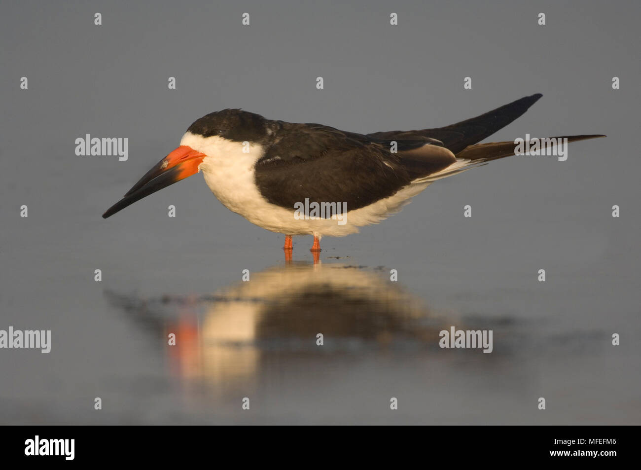 BLACK SKIMMER Rynchops niger Florida Stock Photo - Alamy