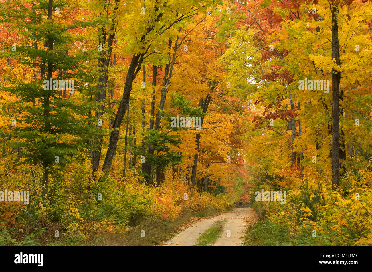 AUTUMN FOREST & ROAD Hiawatha National Forest, Michigan Stock Photo - Alamy