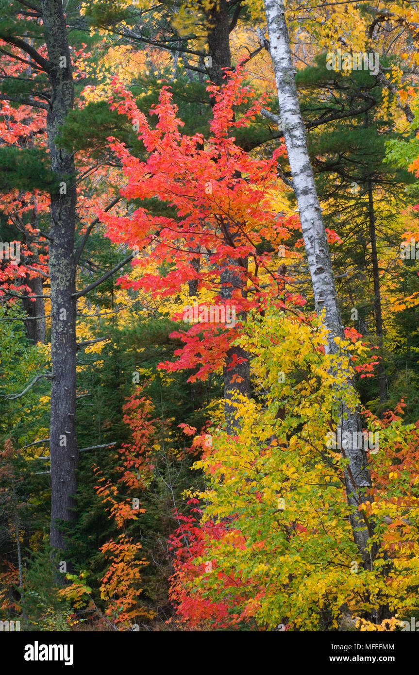 AUTUMN COLOUR Hiawatha National Forest, Michigan Stock Photo - Alamy