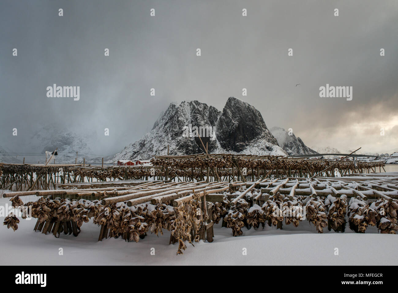 Traditional fish drying rack is Lofoten, Norway Stock Photo - Alamy