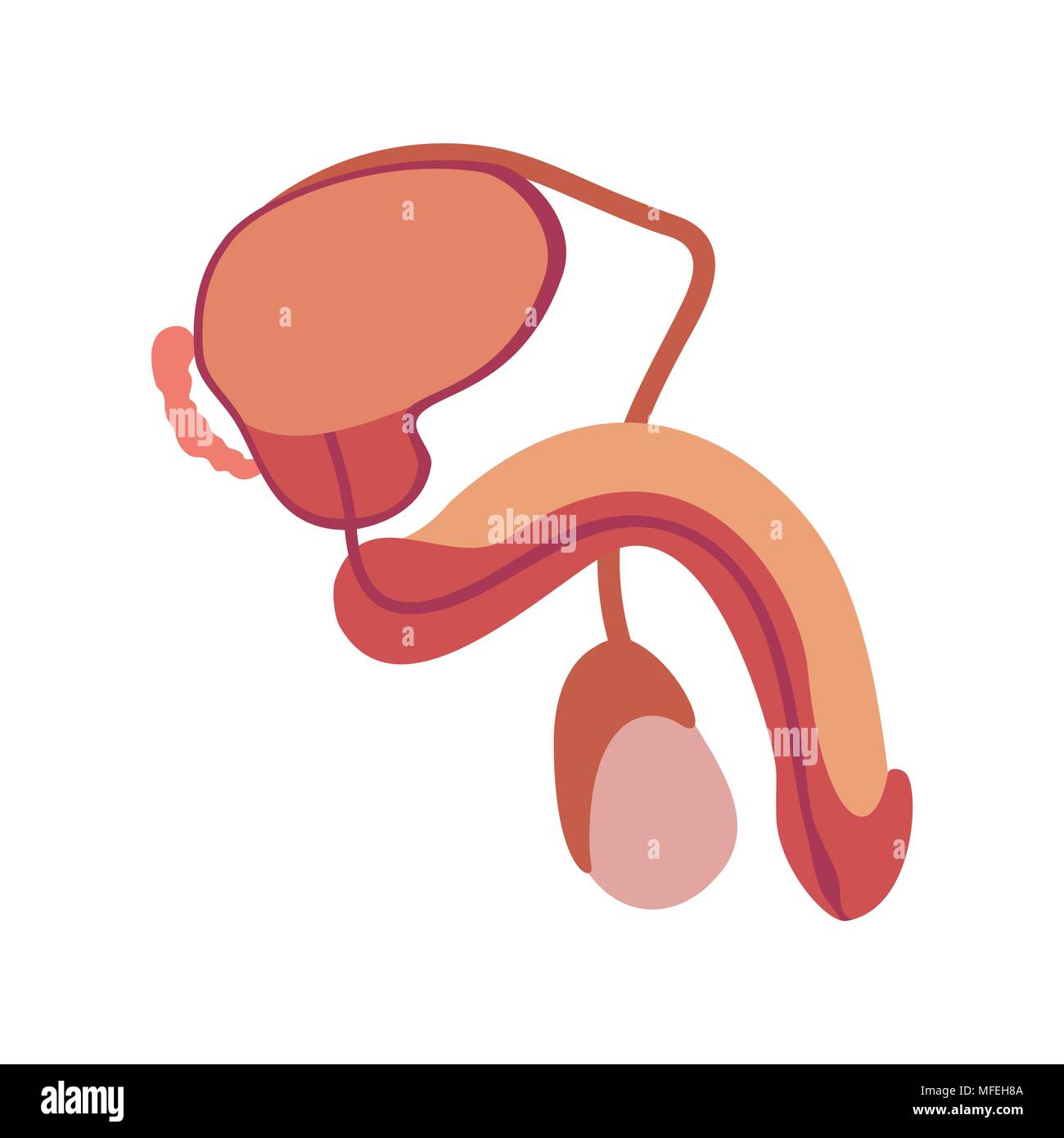 Male reproductive system illustration Stock Vector Image & Art - Alamy