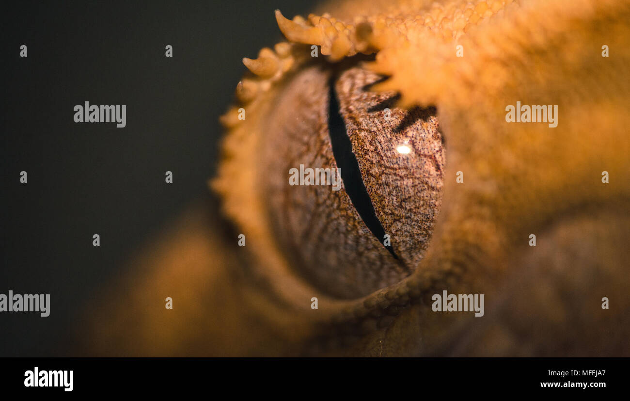 Crested Gecko Eye Stock Photo - Alamy