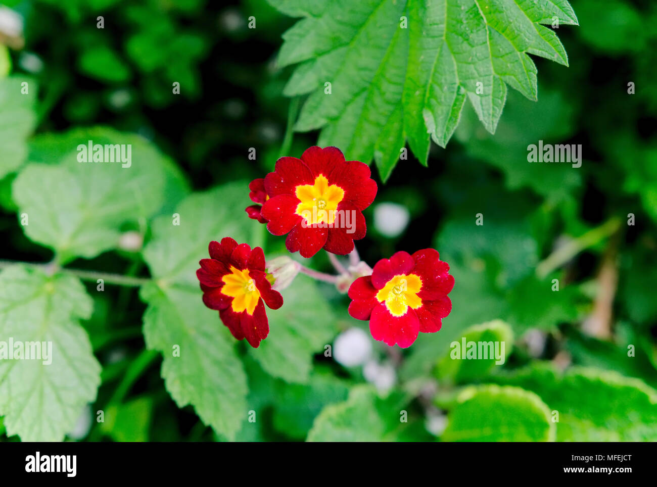 little red flower Stock Photo - Alamy