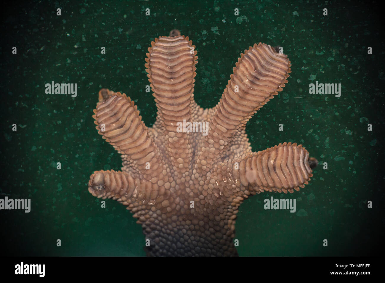 Crested Gecko foot Stock Photo - Alamy