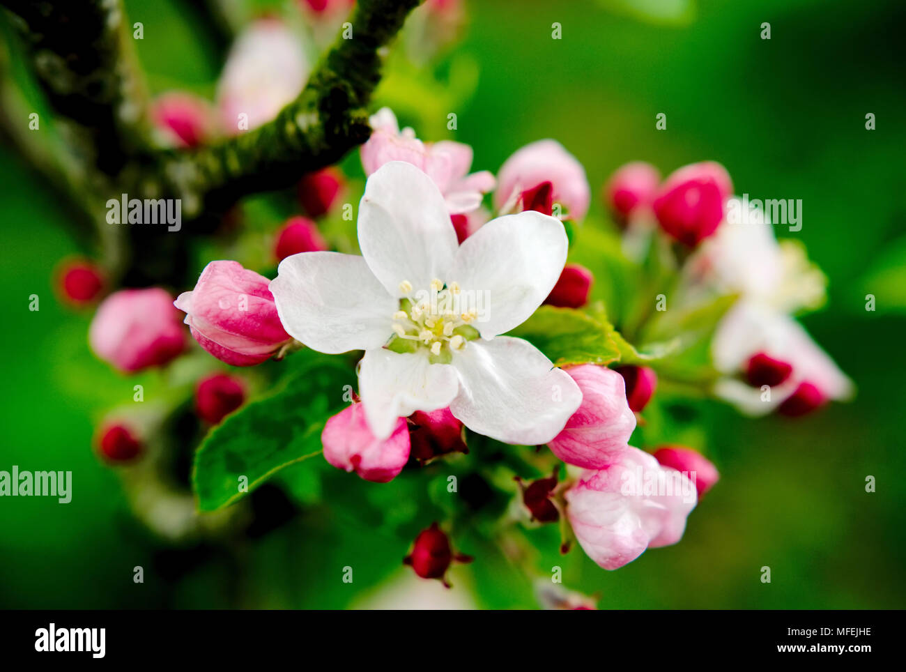 little red flower Stock Photo - Alamy