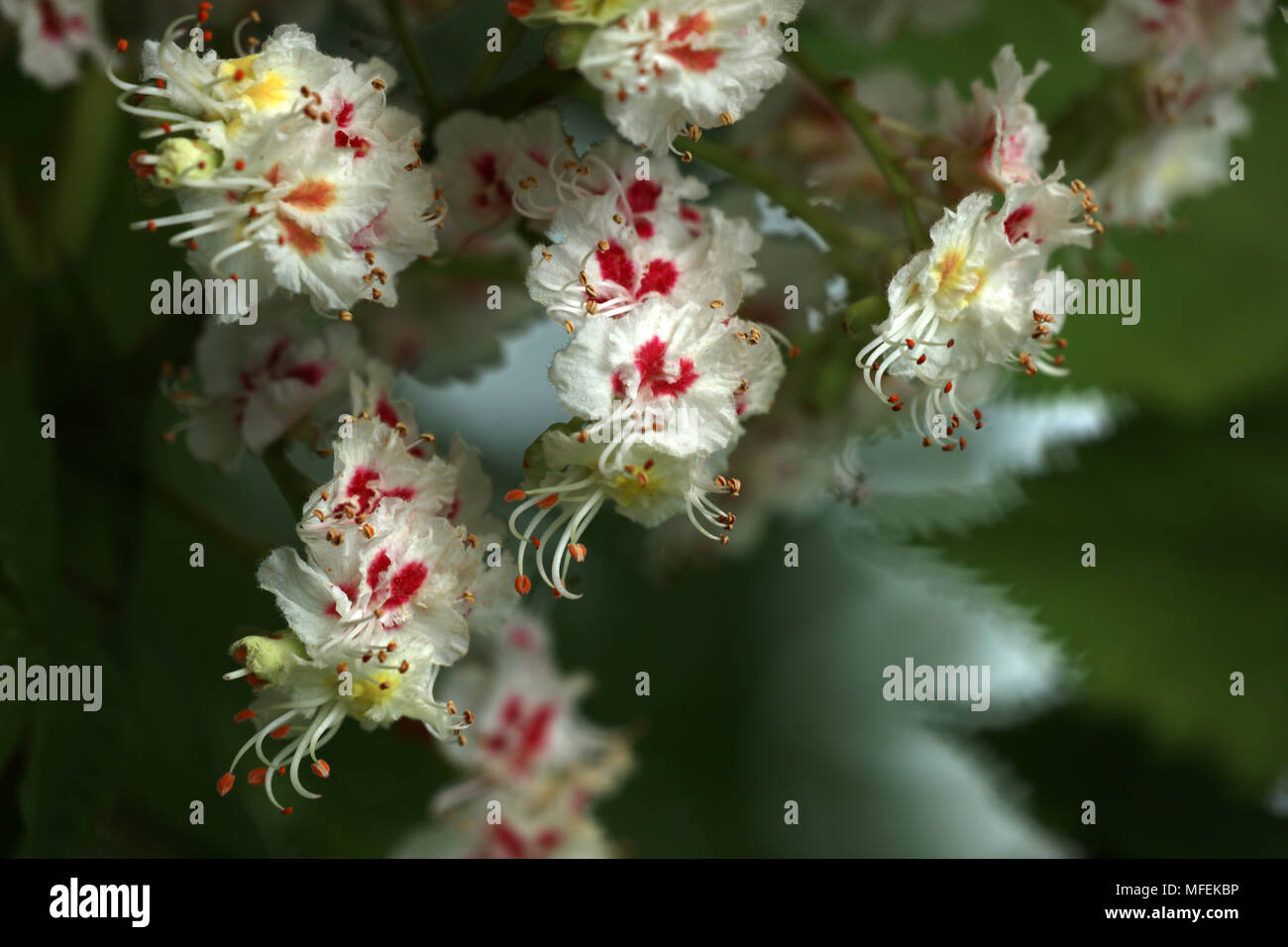 Blooming white chestnut Stock Photo - Alamy