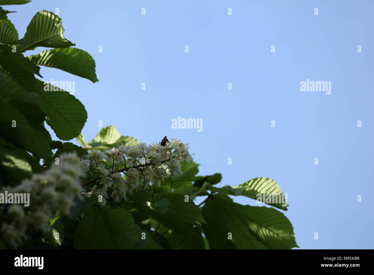 Blooming white chestnut Stock Photo - Alamy